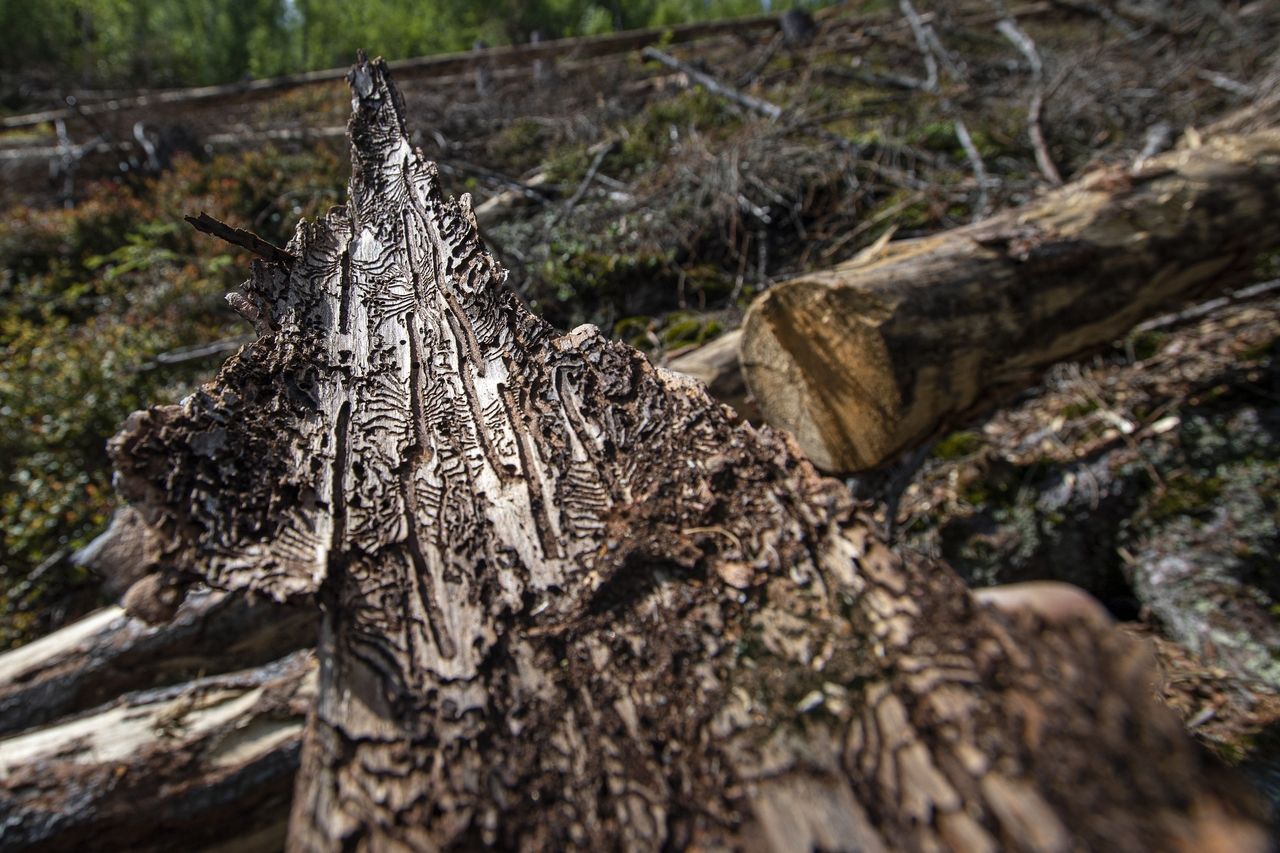 Kůrovec dobývá Krkonoše. A vítězí - Novinky