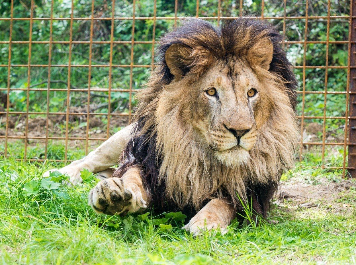 Lev na Vsetínsku zabil chovatele, policie samce i březí lvici ...