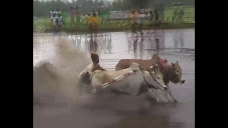 Při bahenních závodech Pacu Jawi se držíte kravského ocasu, dokud to ...
