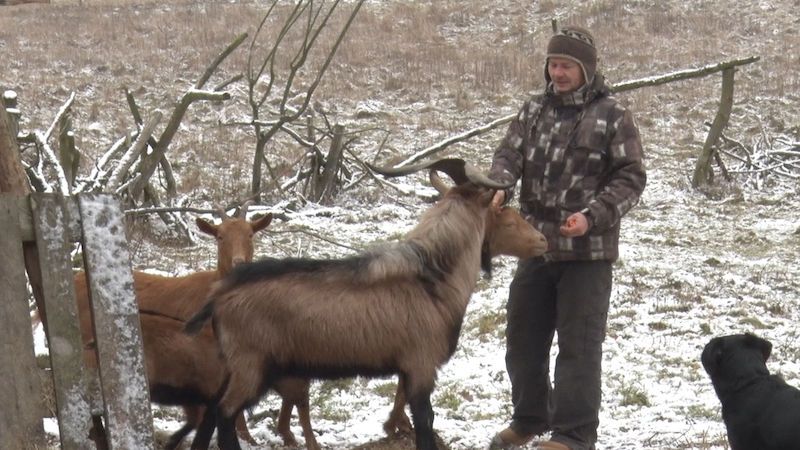 Osel má uchránit ovce před vlky | Stream
