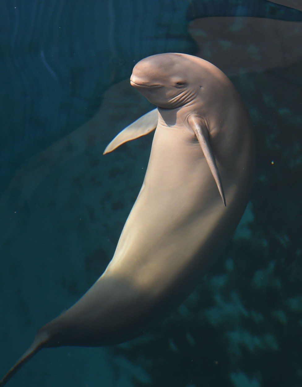 Sviňucha z nejdelší čínské řeky je kriticky ohrožená. Usmívající se ...