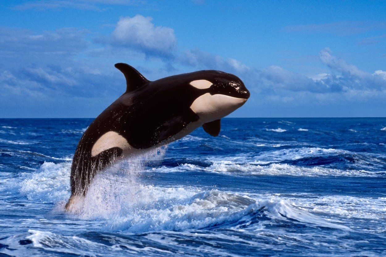 Stádo kosatek ulovilo mládě plejtvákovce navzdory snahám matky - Novinky