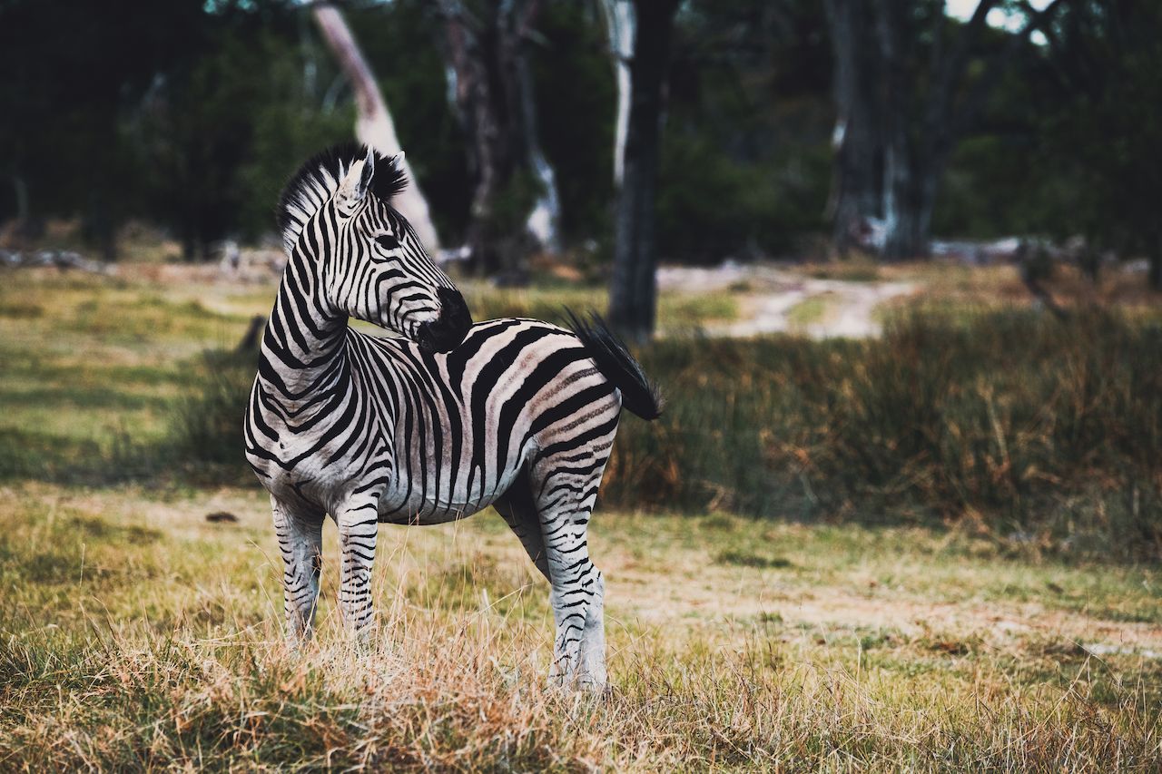 Puntíkovaná zebra je hříčkou přírody - Novinky