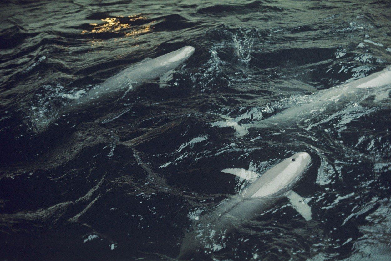 Sviňucha z nejdelší čínské řeky je kriticky ohrožená. Usmívající se ...