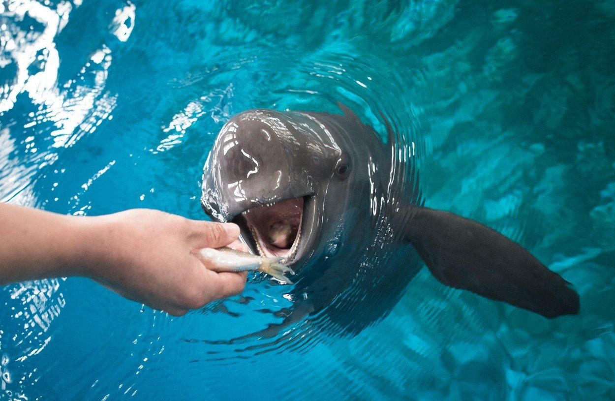 Sviňucha z nejdelší čínské řeky je kriticky ohrožená. Usmívající se ...