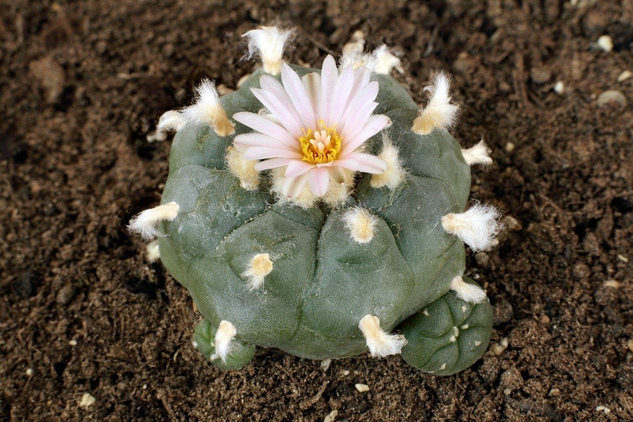 Pozor na přírodní drogy z exotiky - Novinky