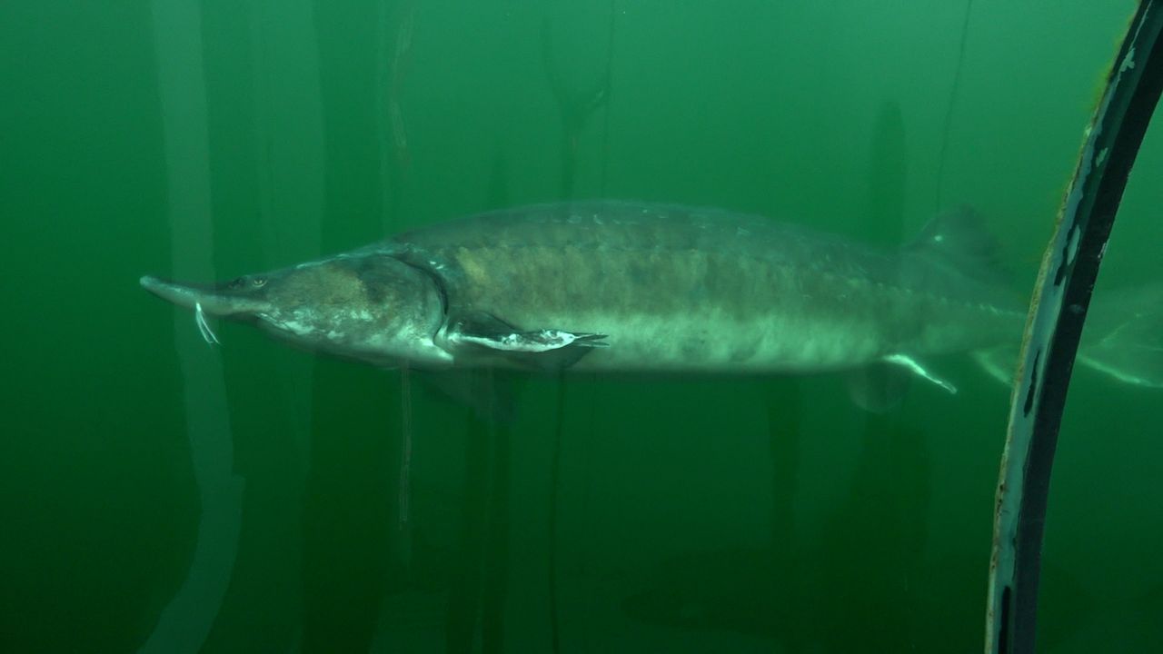V Modré mají rybí unikát. Stopadesátikilovou vyzu velkou přivezli z ...