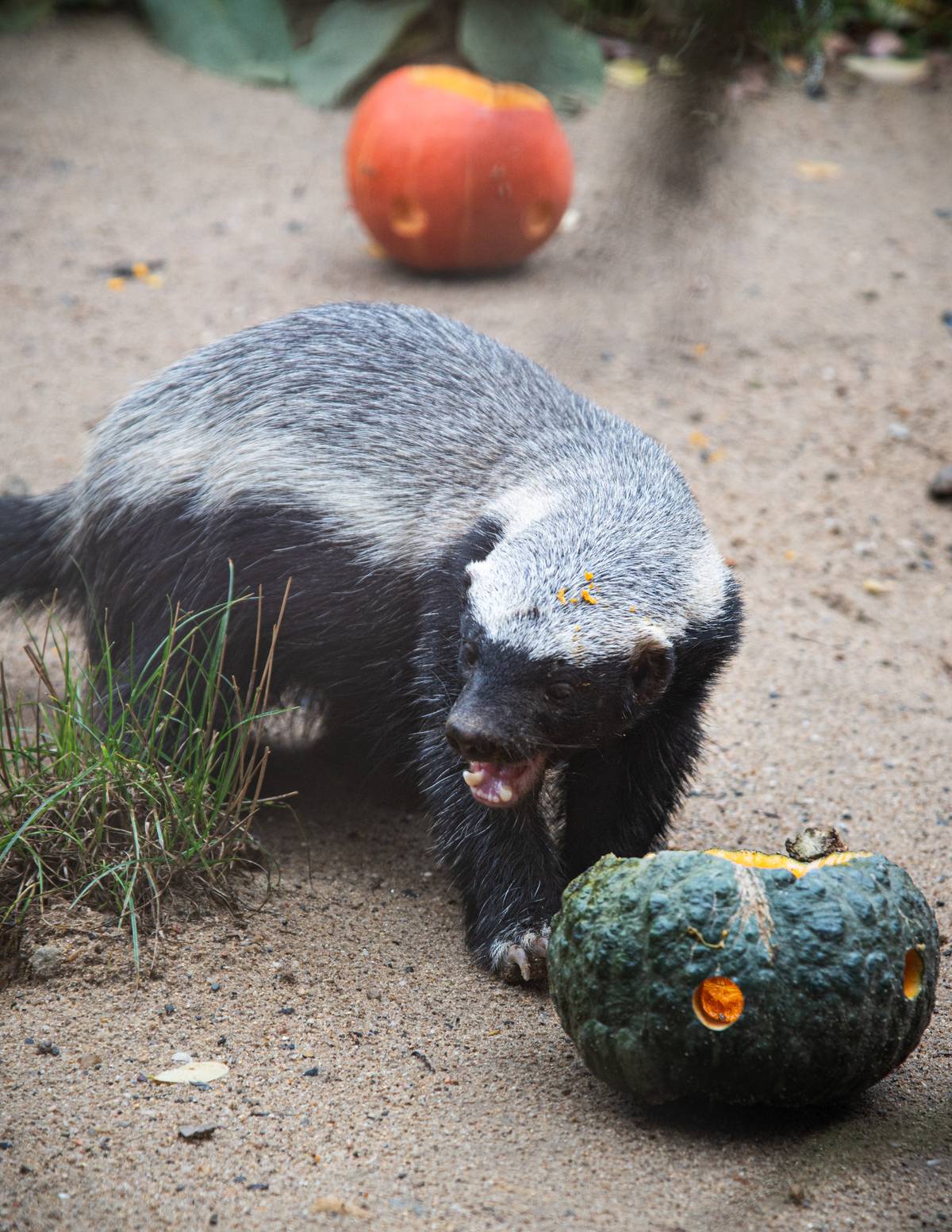 Foto: Zvířata si v pražské zoo pochutnala na dýňových hodech