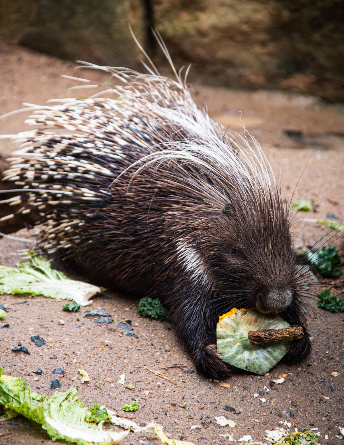Foto: Zvířata si v pražské zoo pochutnala na dýňových hodech