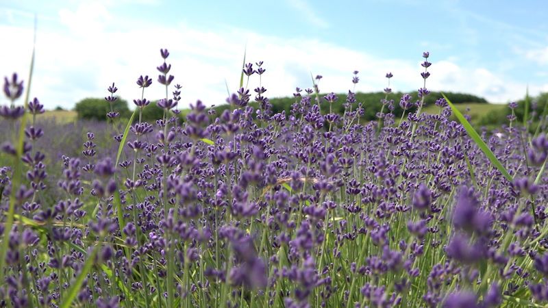 Láká barvou, vůní i léčivými účinky. Levandulové údolí na Berounsku si ...