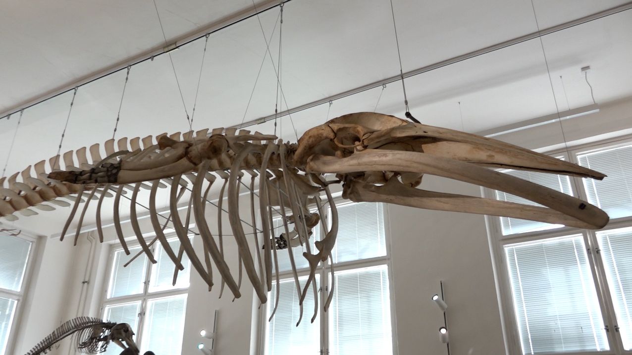 Anatomický ústav 1. LF UK nechal zrestaurovat světově unikátní kostru ...