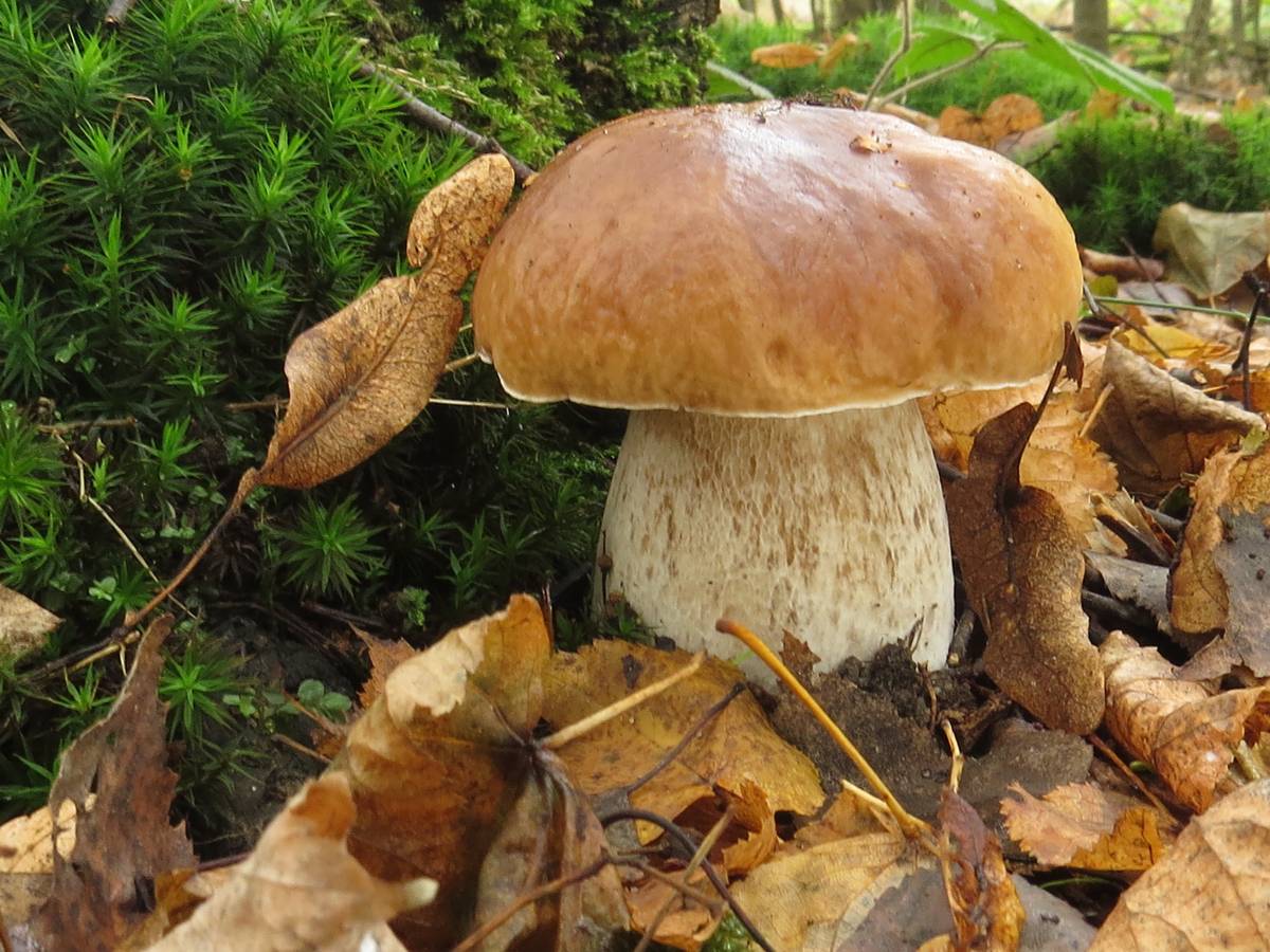 Foto: Rostou! Jaké houby je teď možné najít v českých lesích