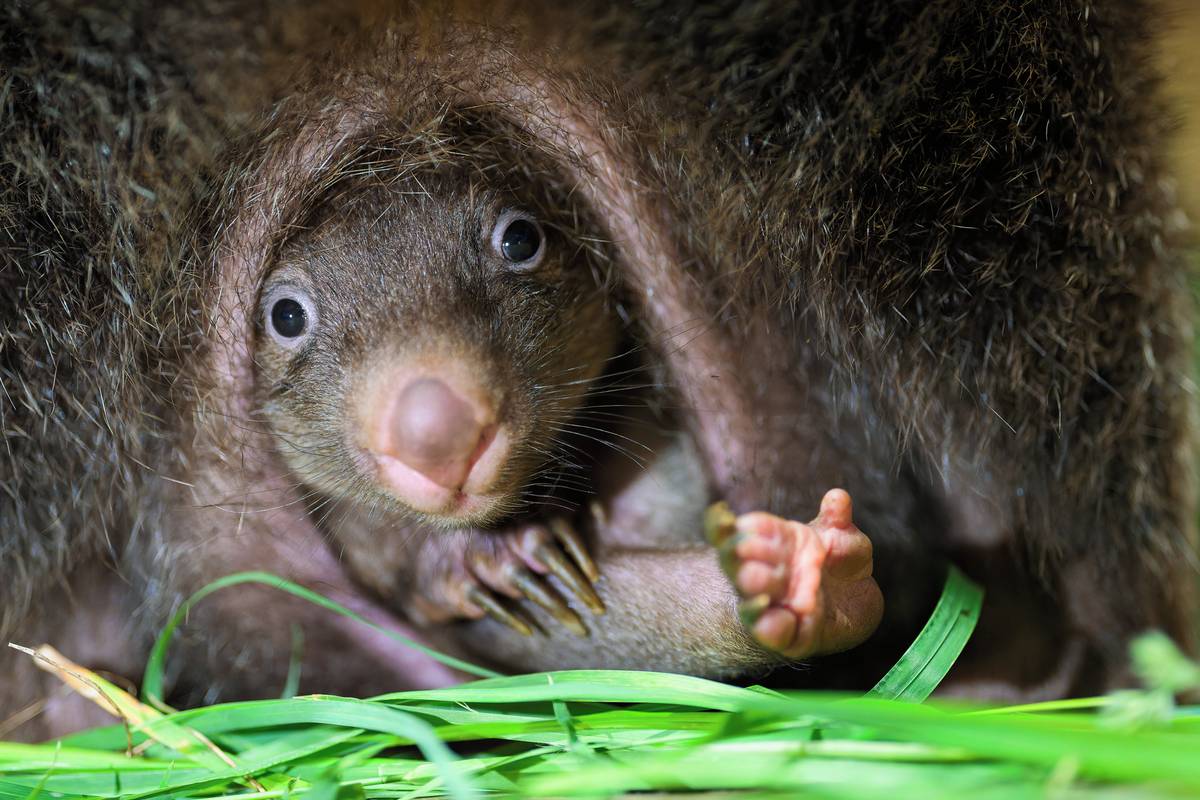 Foto: Unikátní rok mláďat v pražské zoo. Narodily se gorily, vombat a ...