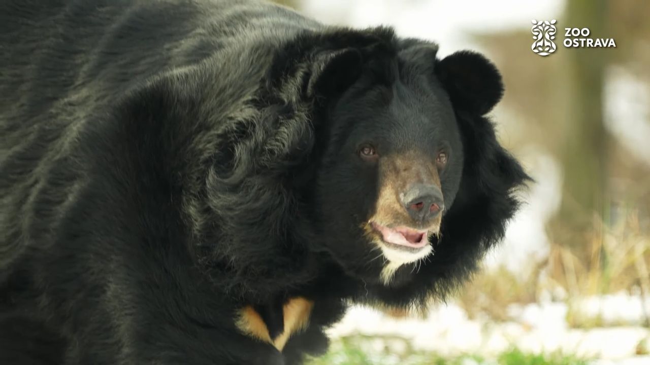 První video medvěda Jirky, který dorazil ze zámku Konopiště do ostravské ZOO | Stream