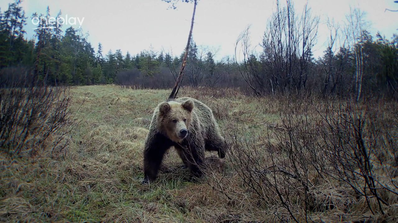 Ukázka ze seriálu Medvěd | Stream