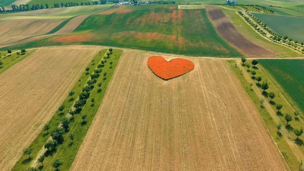 Srdce z lásky v makovém poli na Hodonínsku fascinuje fotografy i ...